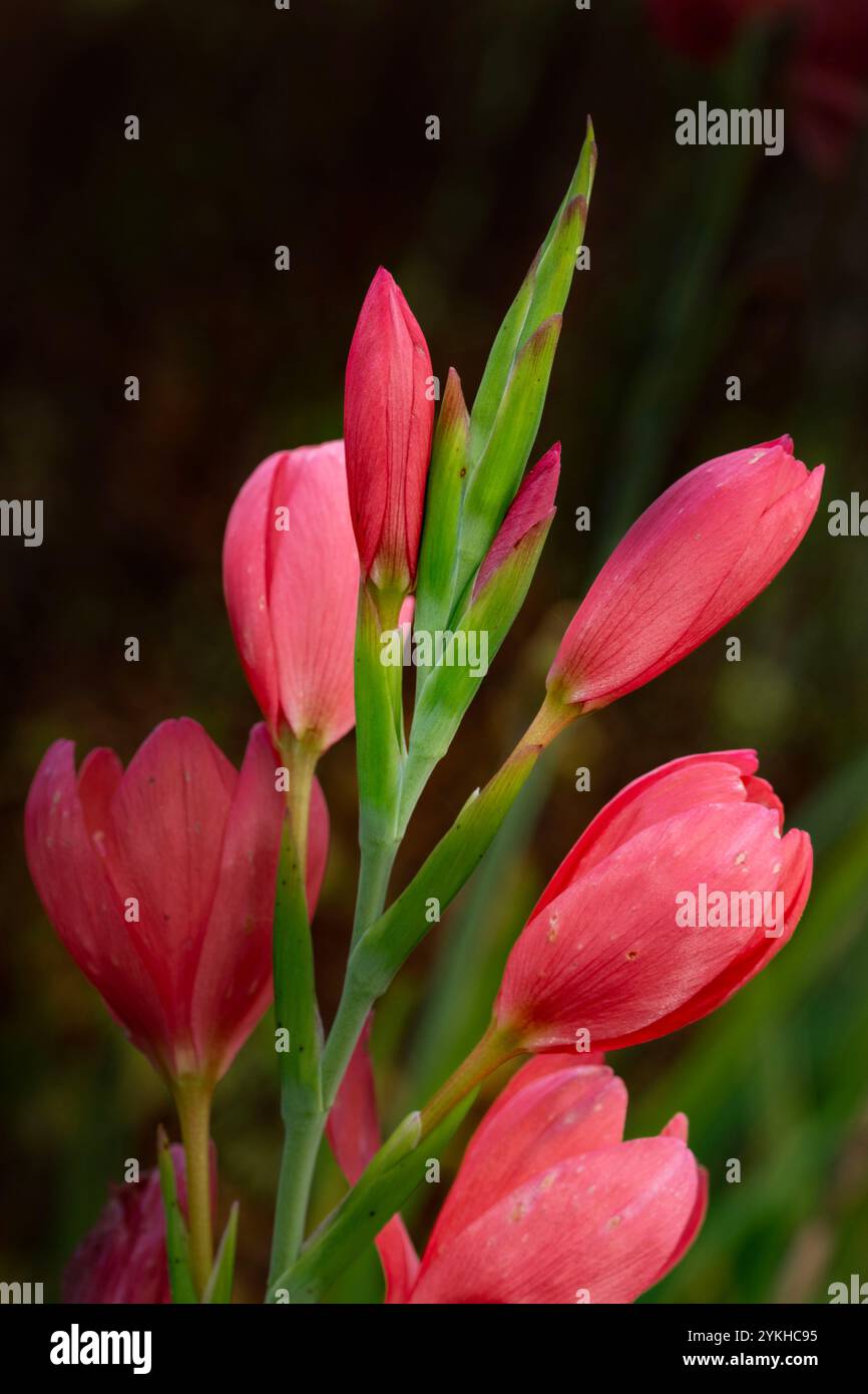 Delightful Hesperantha Coccinea, crimson flag lily, scarlet river lily ...