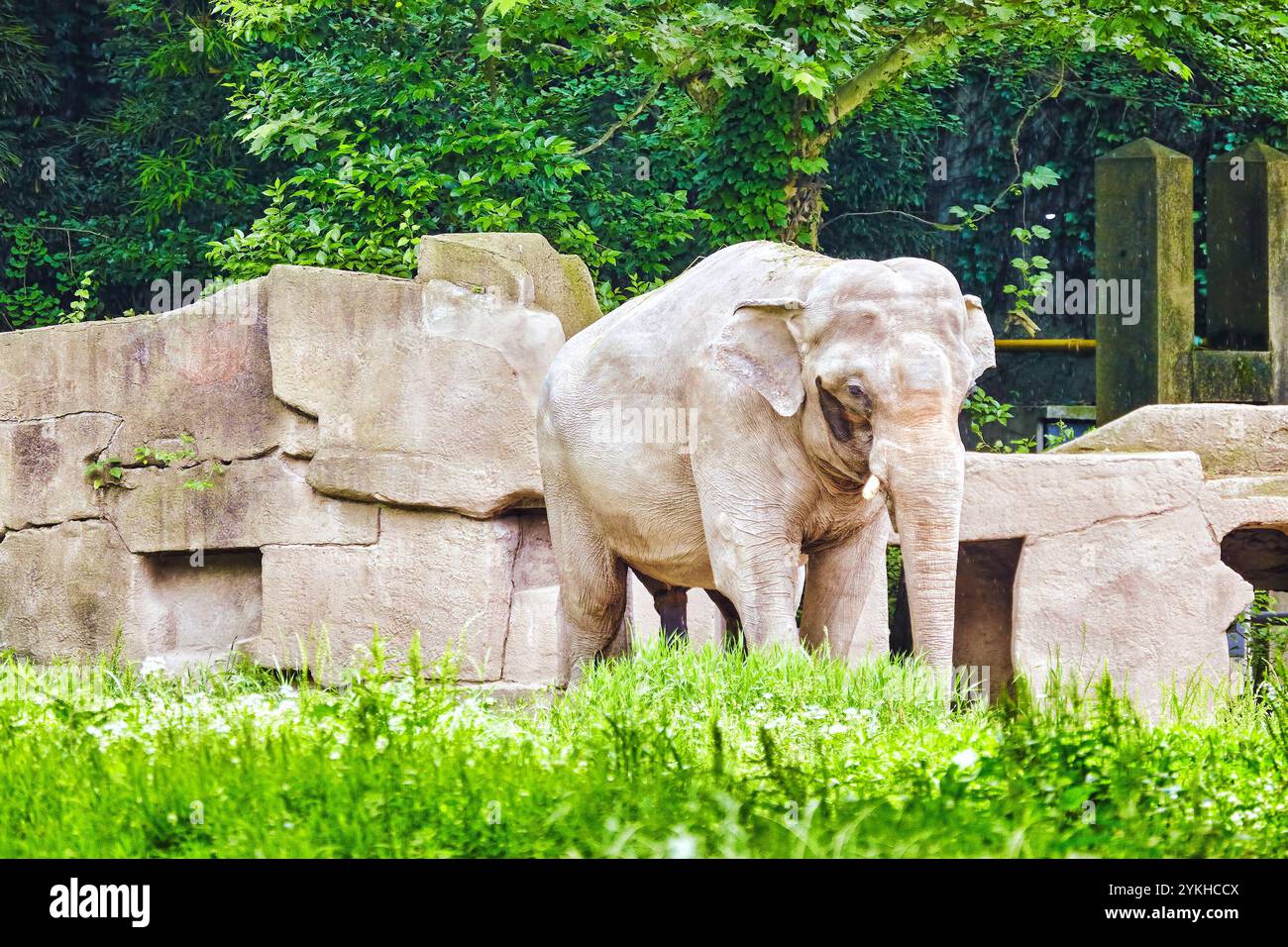 Big elephant in their natural habitat in the wild Stock Photo - Alamy