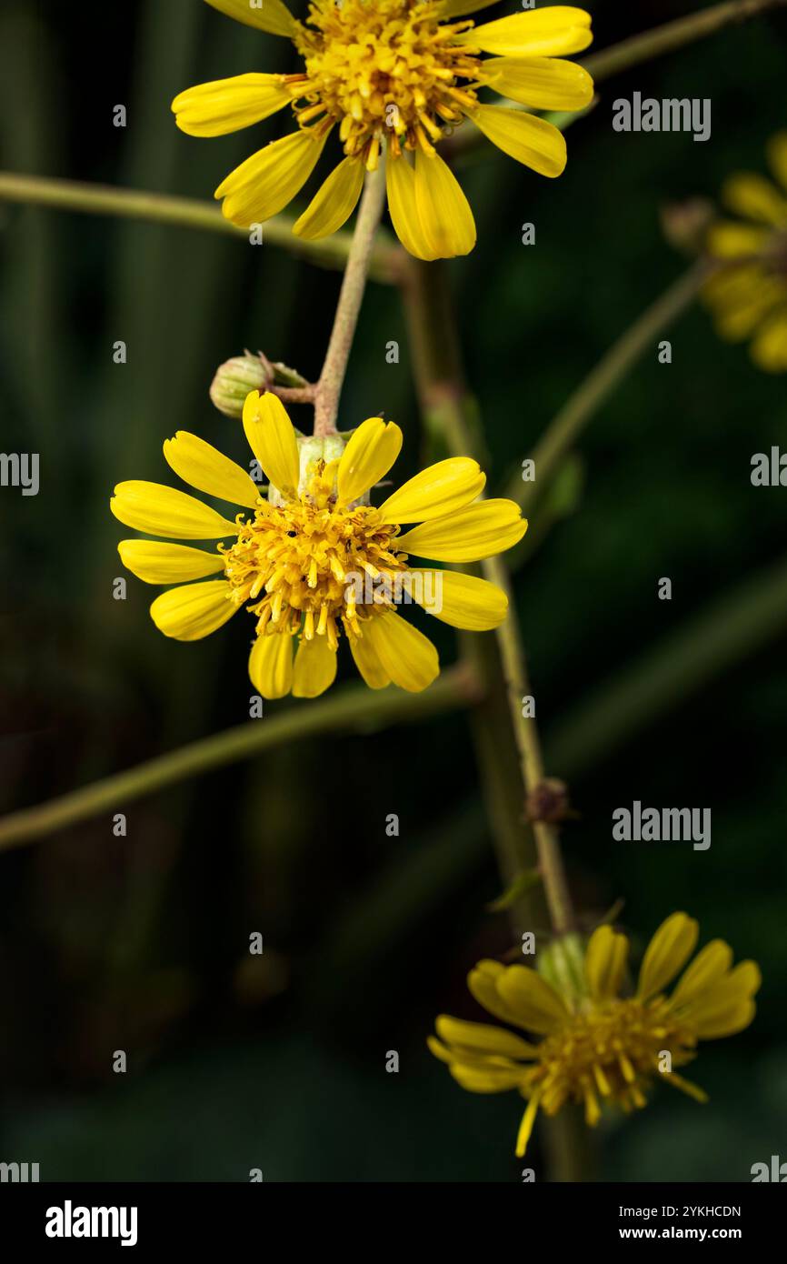 Beautiful but potentially dangerous Senecio Madagascariensis ...