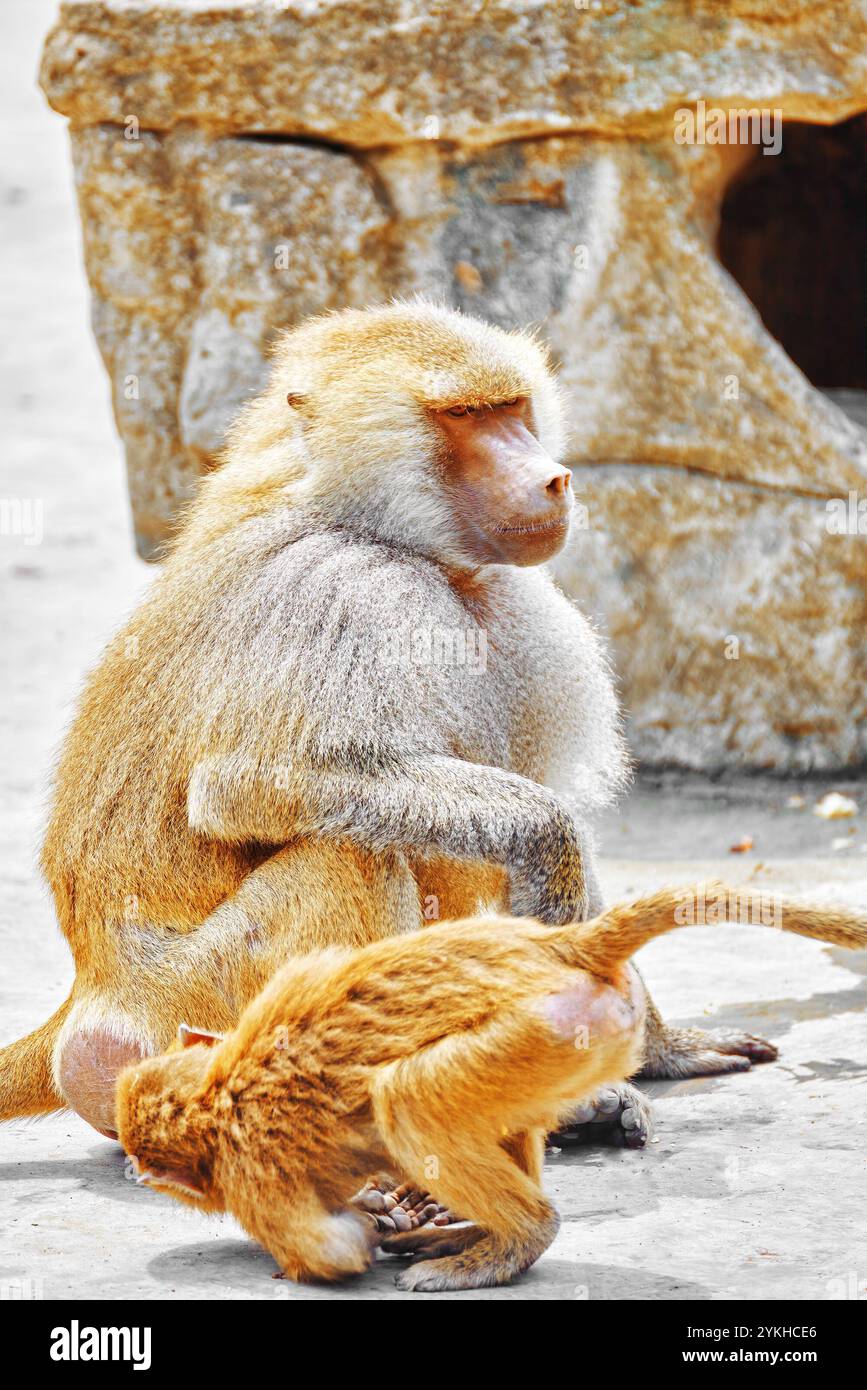 Hamadryas Baboon Monkey in its natural habitat of the wild Stock Photo ...