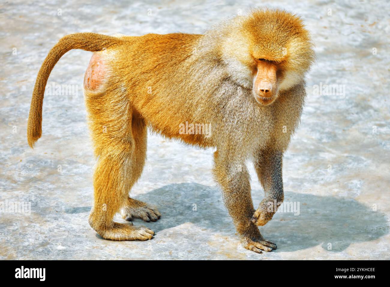 Hamadryas Baboon Monkey in its natural habitat of the wild Stock Photo ...