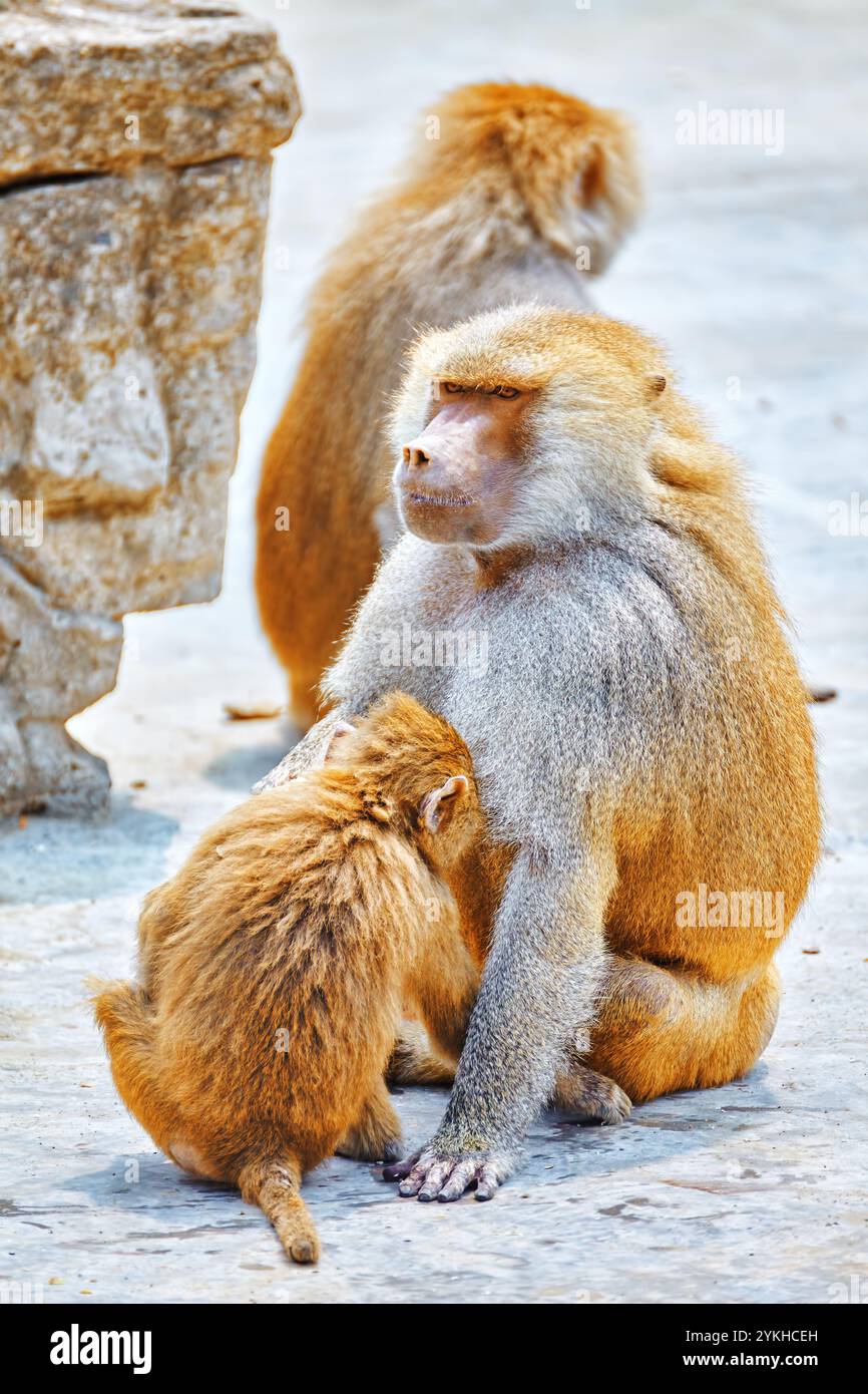 Hamadryas Baboon Monkey in its natural habitat of the wild Stock Photo ...