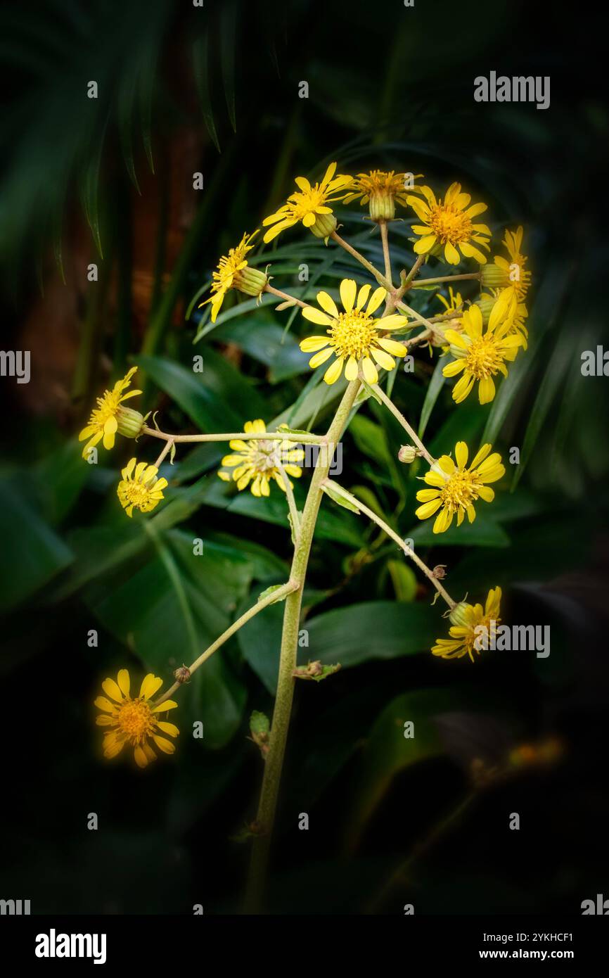 Beautiful but potentially dangerous Senecio Madagascariensis ...