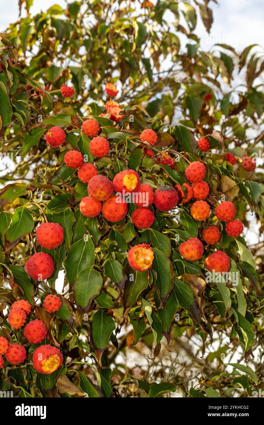 Brilliant Cornus Kousa 'John Slocock’ in its autumn colours with 'fruit ...