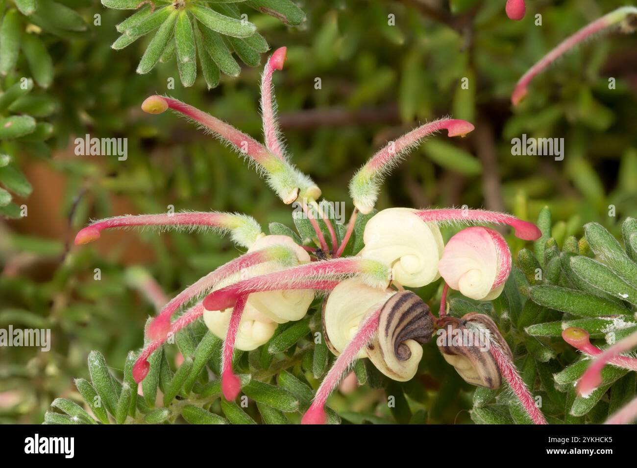 Grevillea lanigera mount tamboritha hi-res stock photography and images ...