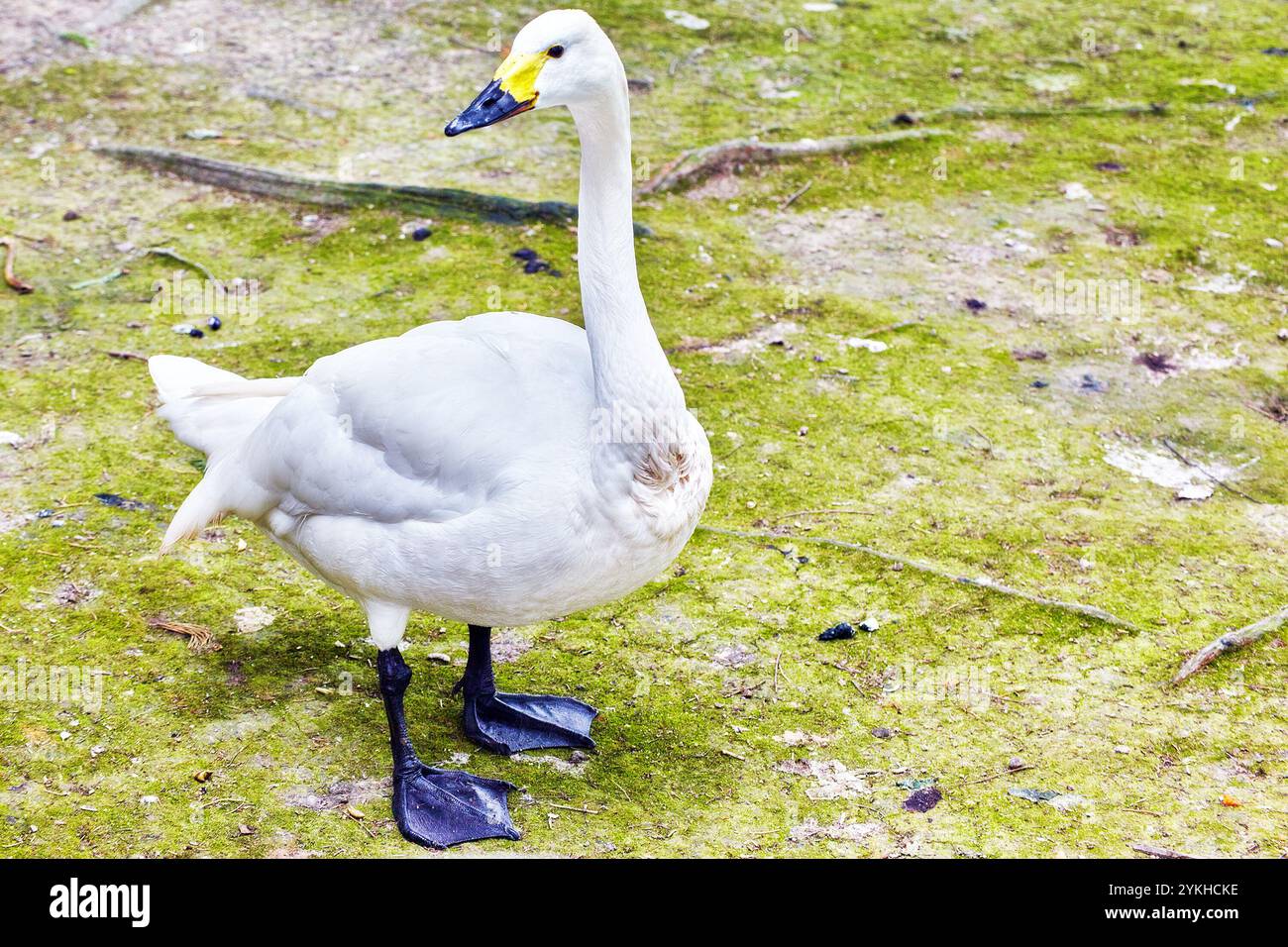 Goose in its natural habitat hi-res stock photography and images - Alamy