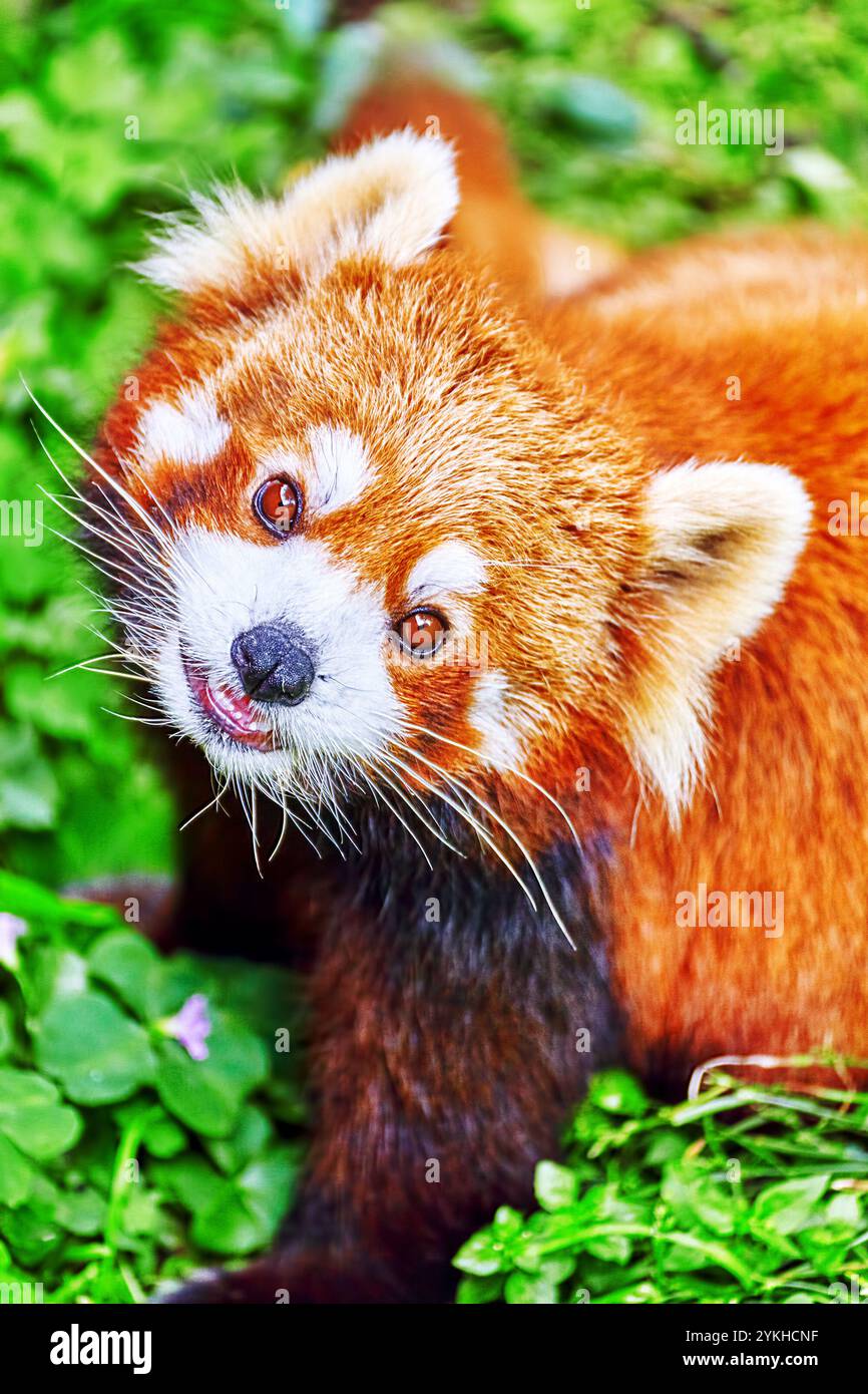 Red panda fluffy tail hi-res stock photography and images - Alamy