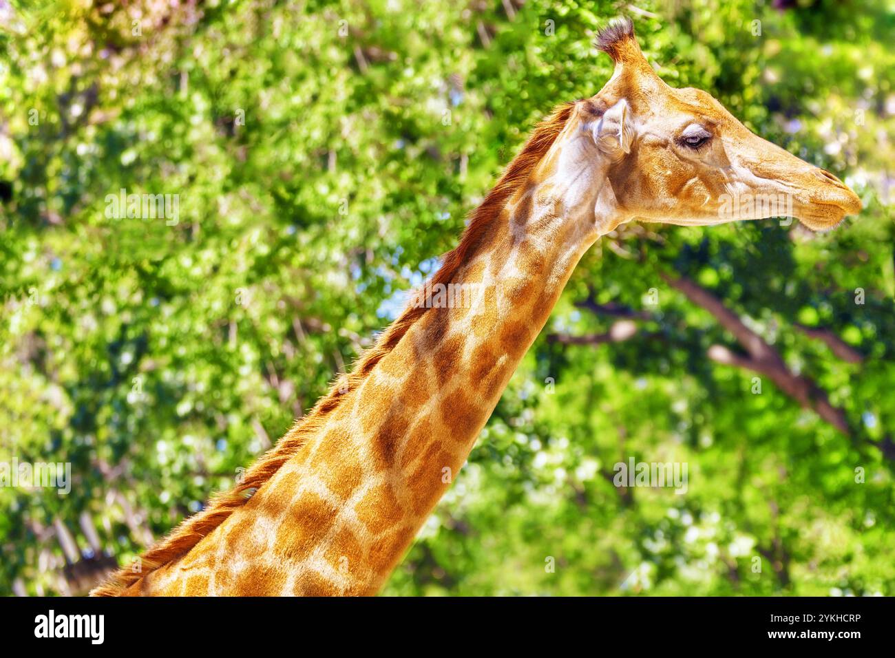 Giraffes their natural habitat. National Forest Stock Photo - Alamy