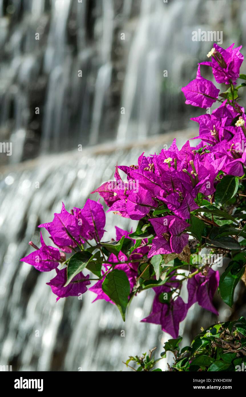 Bougainvillea waterfall sun Gran Canaria in front of a sunny garden ...