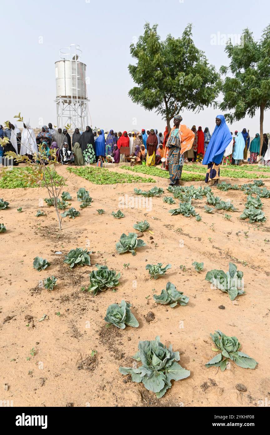 NIGER, Maradi, village Dan Bako, community garden with water tower to ...