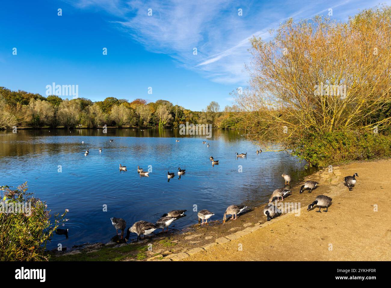 Forest landscape with birds hi-res stock photography and images - Alamy