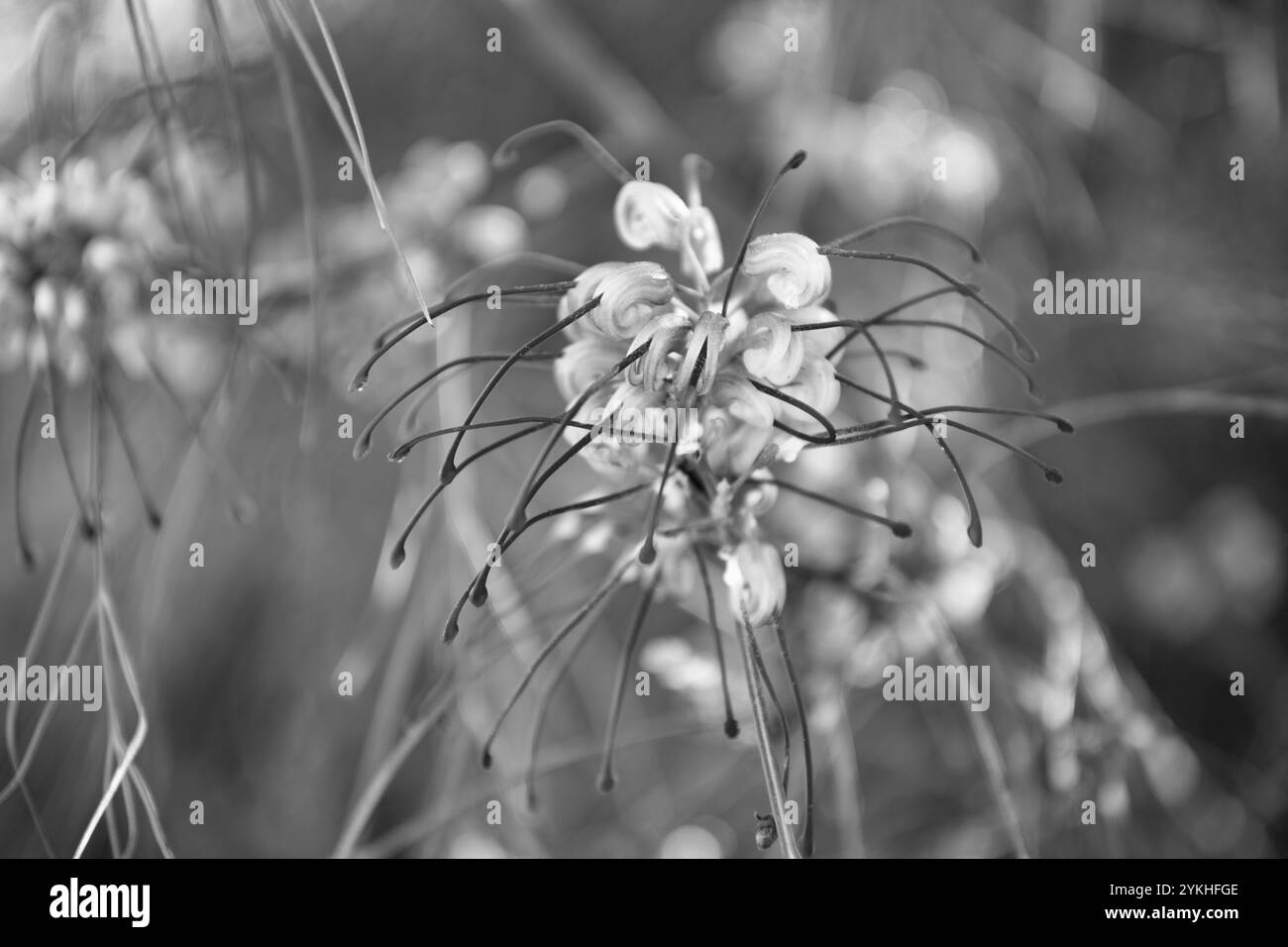 Spider lily lycoris radiata flowers blooming on blurred nature in ...