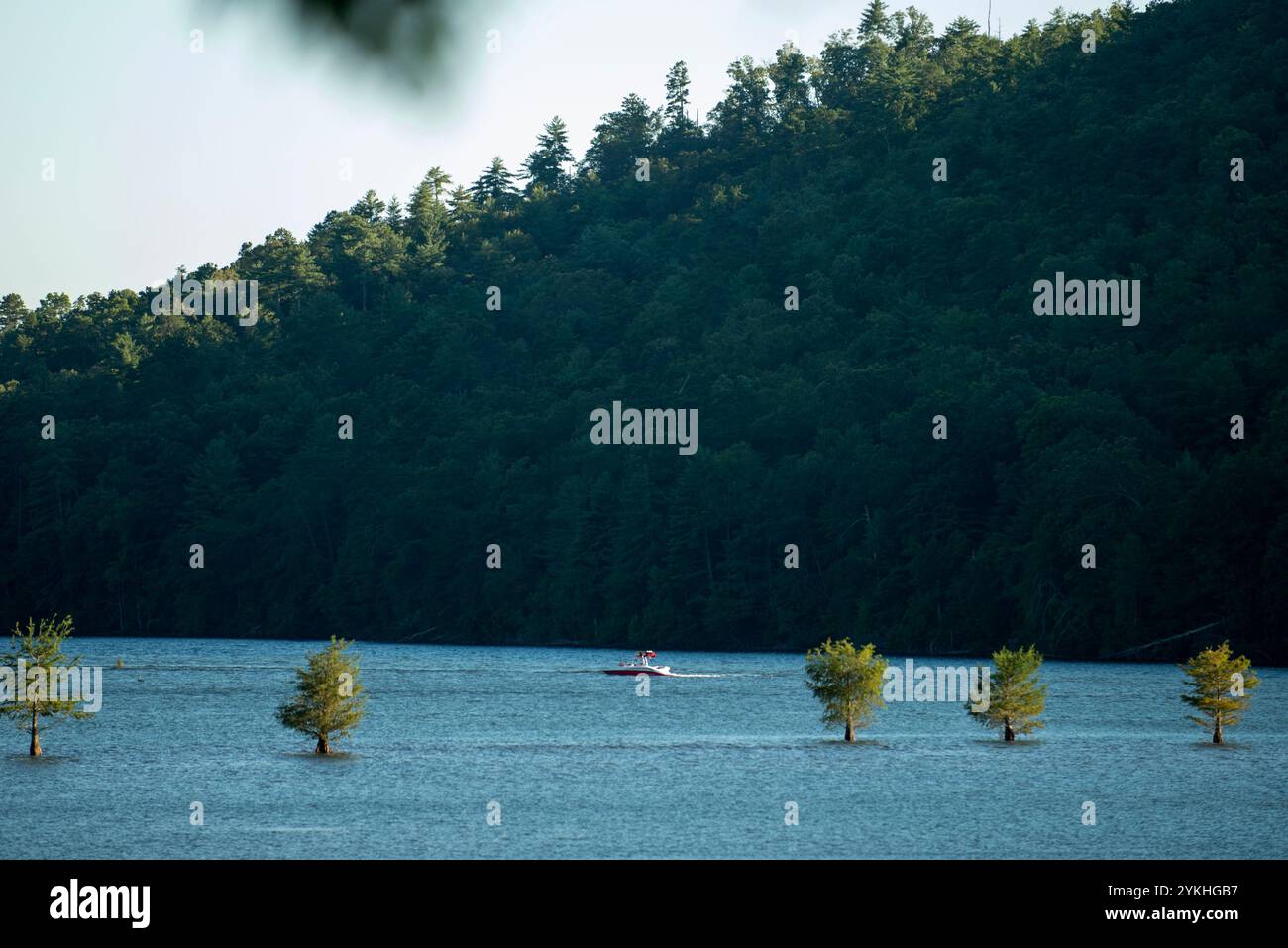 Trees in the Greasy Creek, Cherokee National Forest, TN. (Forest ...