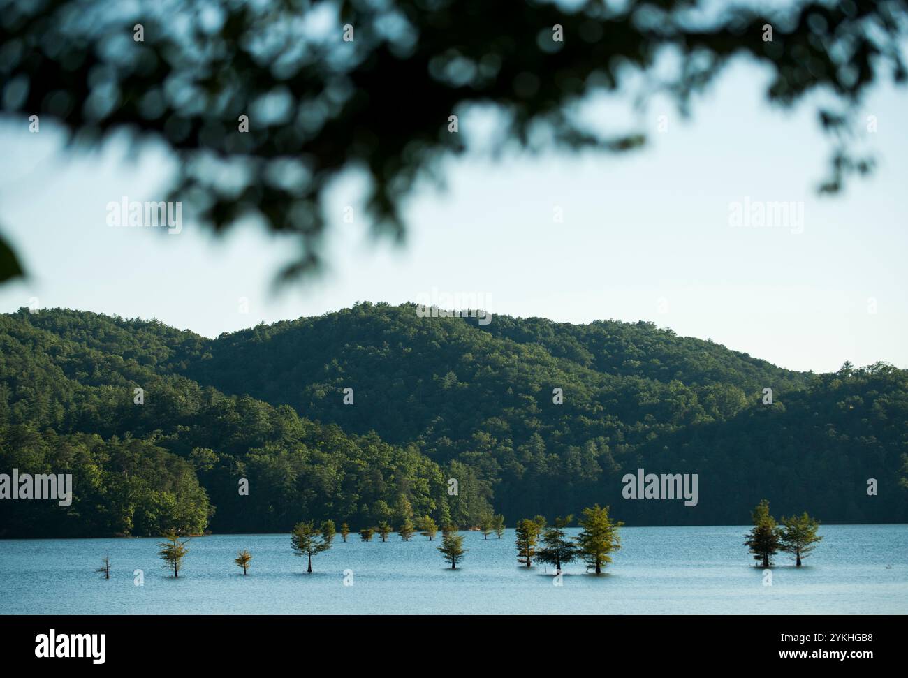 Trees in the Greasy Creek, Cherokee National Forest, TN. (Forest ...