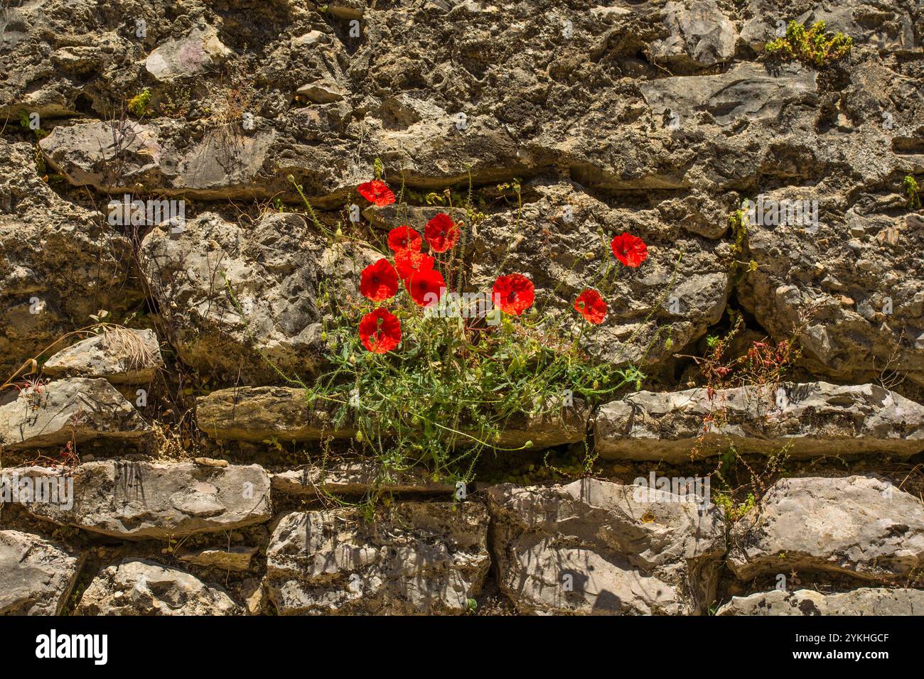 Wild red poppies grow out of the historic fortified stone walls of ...