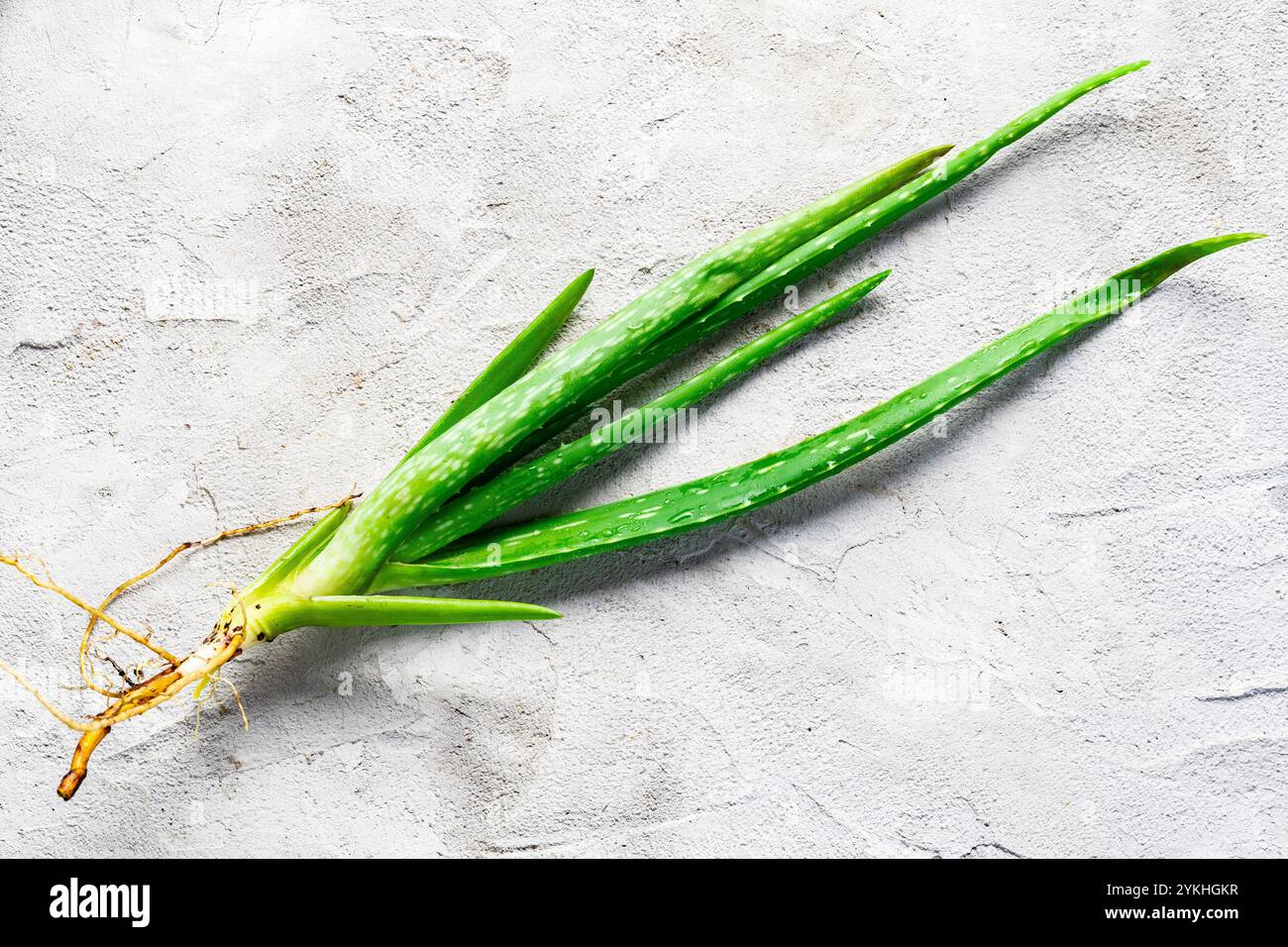 In the image you can see an aloe plant with its roots exposed on a ...