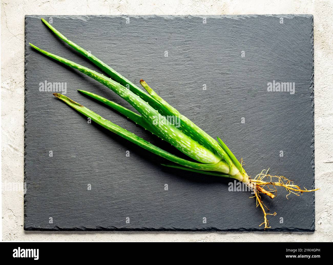 In the image you can see an aloe vera plant with its roots exposed on a ...