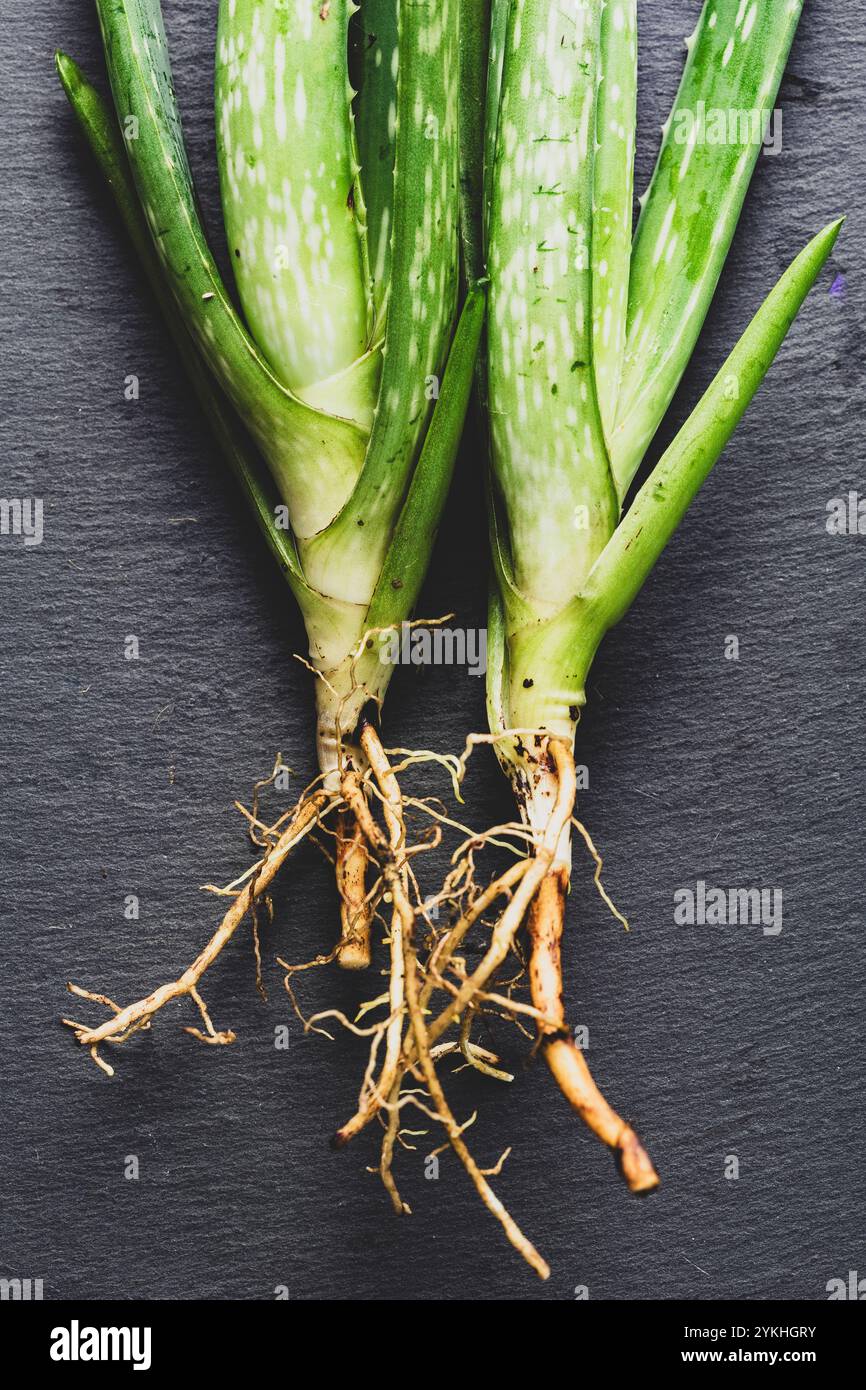 In the image you can see two aloe vera plants with their roots exposed ...