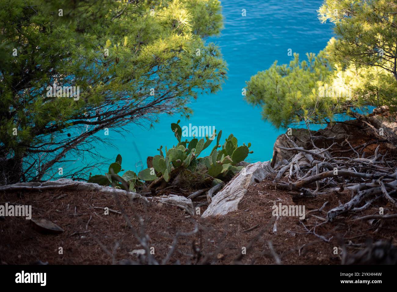 Giant cacti with vibrant purple prickly pear fruits (Figue de Barbarie ...