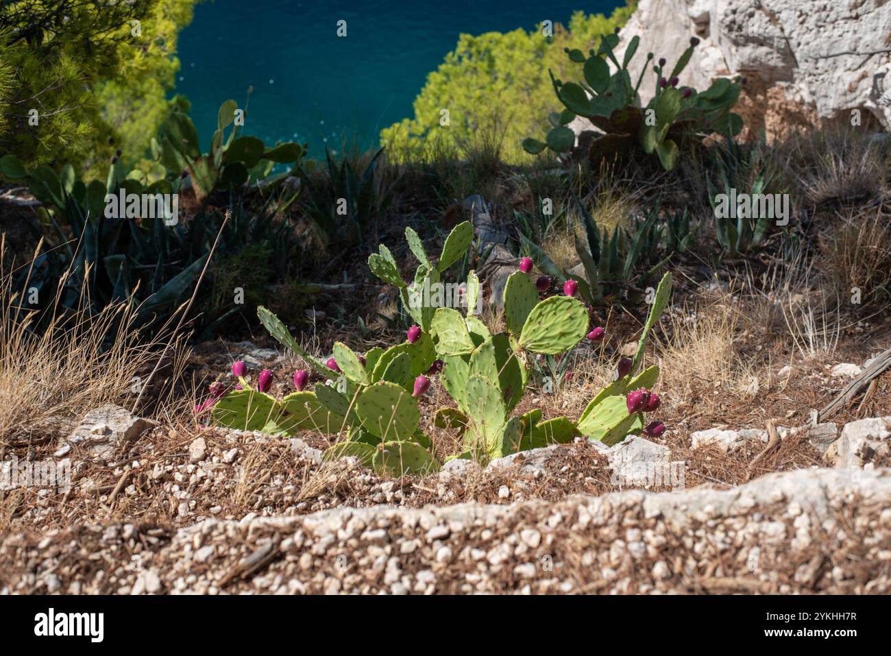 Giant cacti with vibrant purple prickly pear fruits (Figue de Barbarie ...