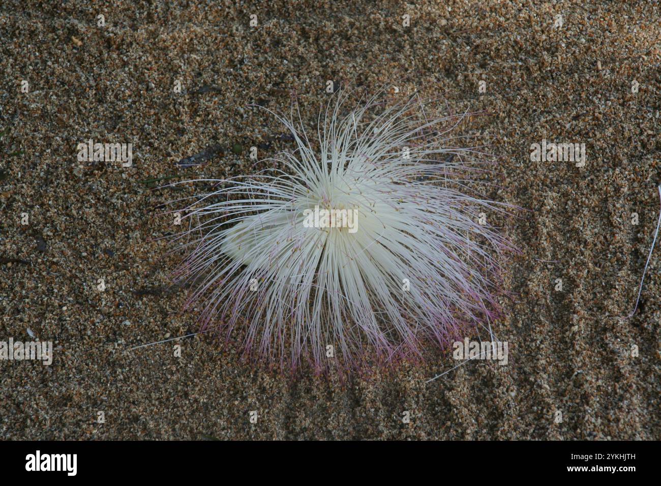 flower of Barringtonia asiatica (also known as fish poison tree, putat ...