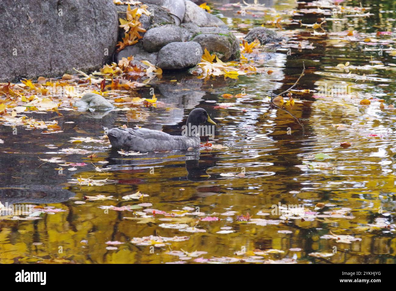 Running water with duck Stock Photo - Alamy