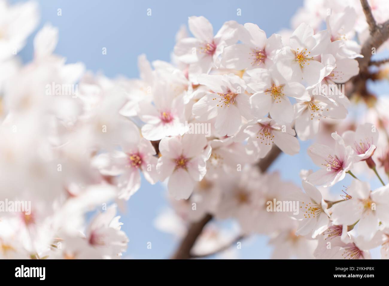 Close up view of sakura cherry blossom in full bloom, Japan Stock Photo ...