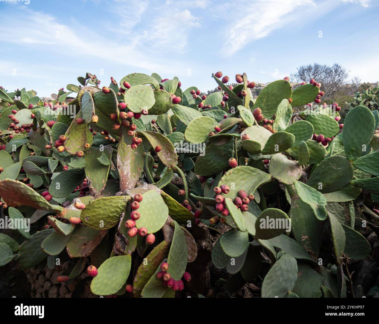 Cactus hedges hi-res stock photography and images - Alamy