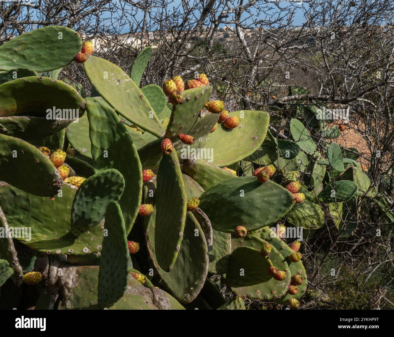 Cactus hedges hi-res stock photography and images - Alamy