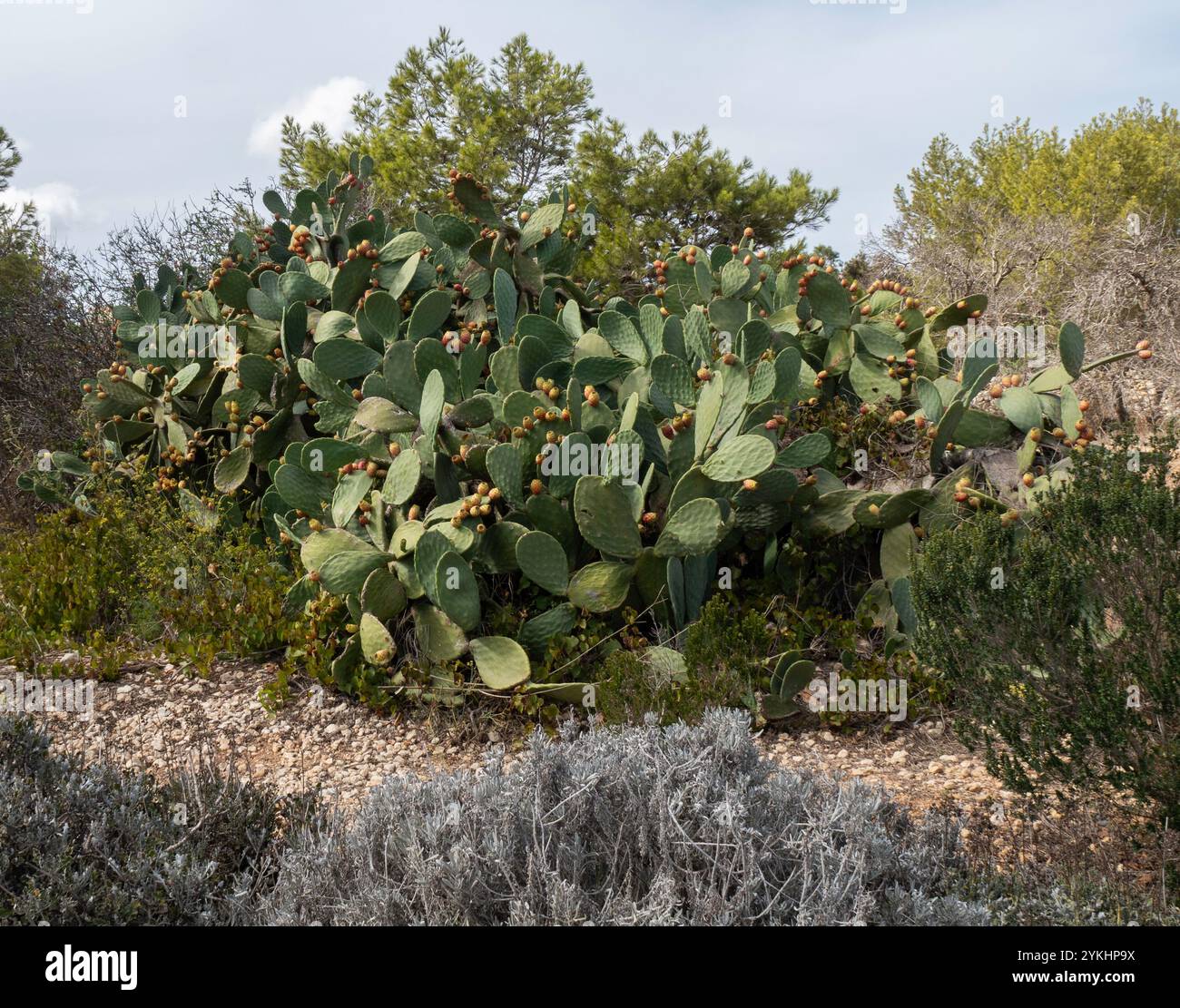 Cactus hedges hi-res stock photography and images - Alamy
