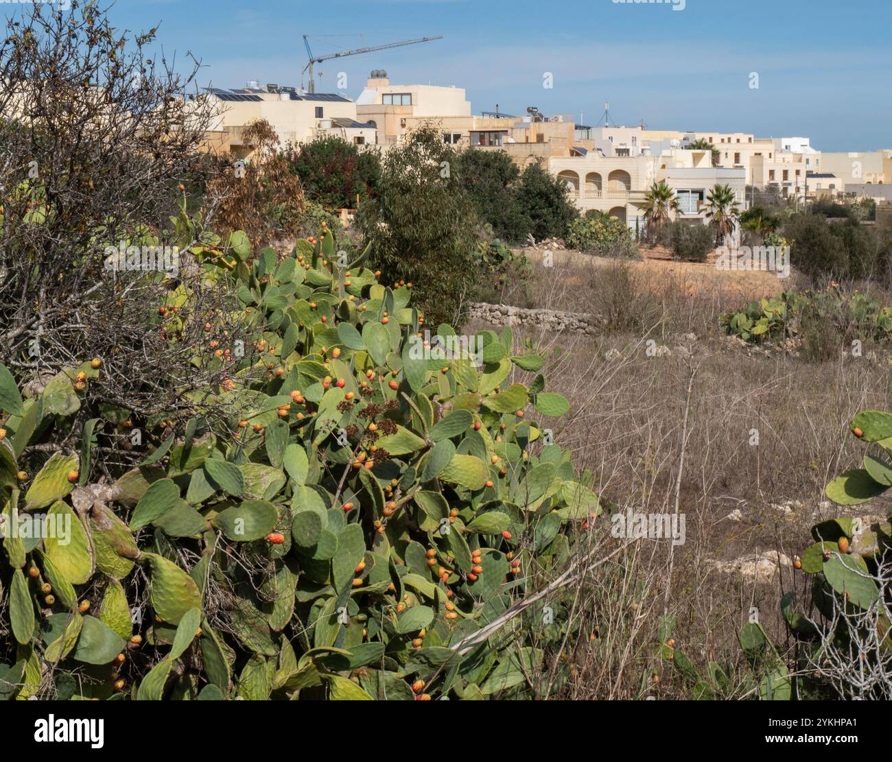 Cactus hedges hi-res stock photography and images - Alamy