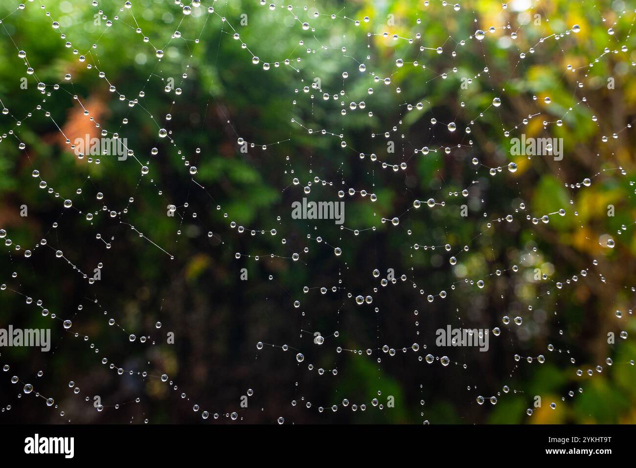 Water droplets on a spider's web sparkle in the sunlight Stock Photo ...
