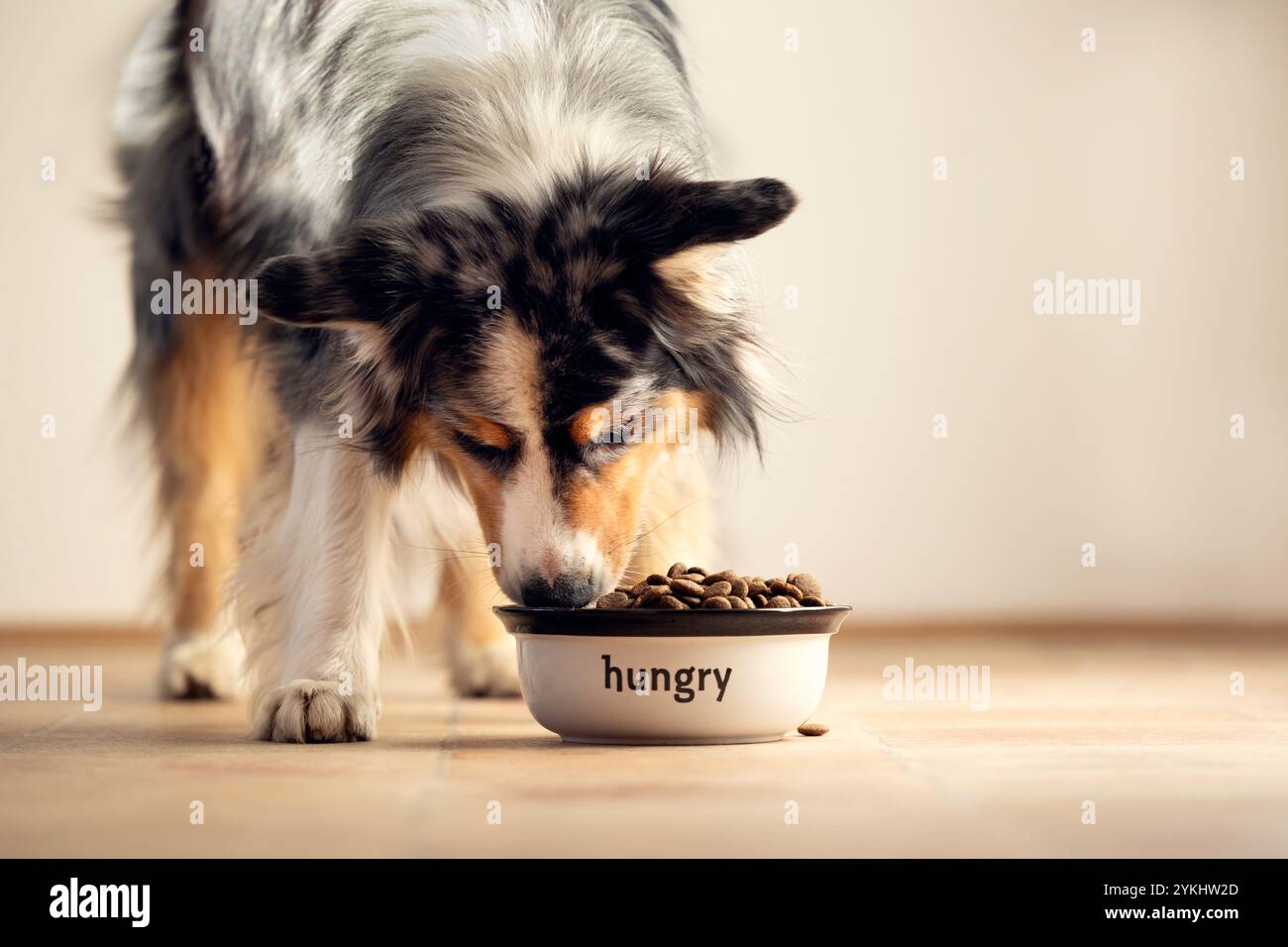 A hungry dog eating from a bowl labeled "hungry" on a wooden floor ...