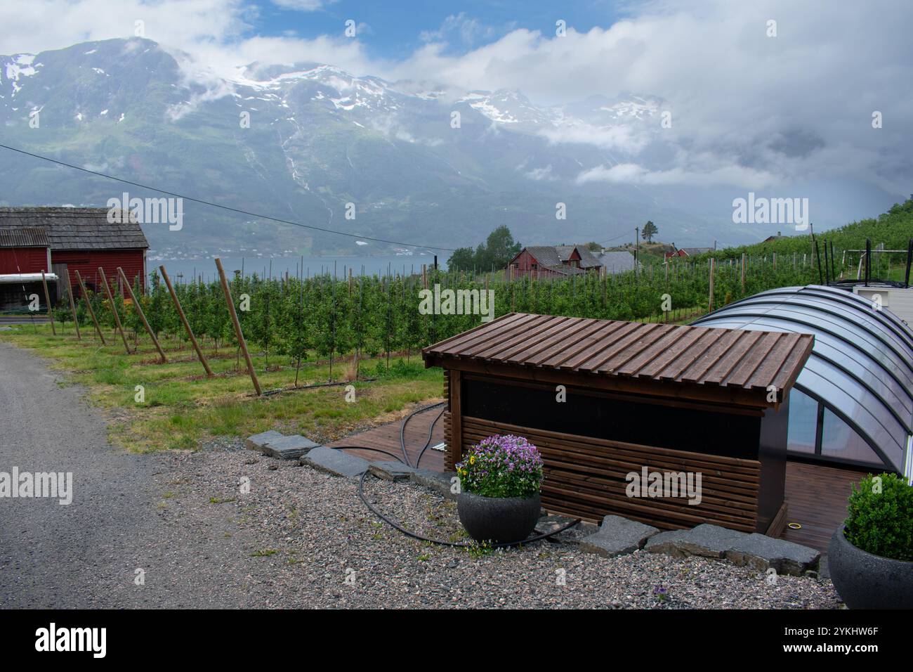 Norwegian Apple orchard with dramatic fjord view in background in ...