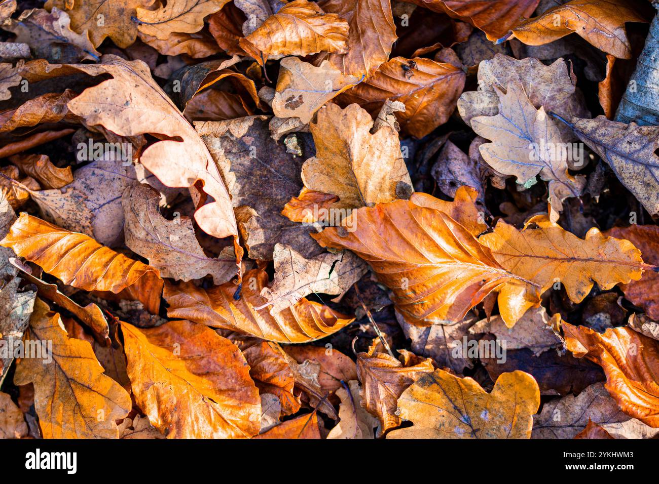 Idyllic sunny black forest hi-res stock photography and images - Alamy