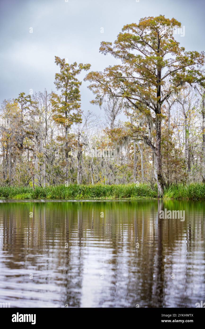 Manchac swamp louisiana hi-res stock photography and images - Alamy