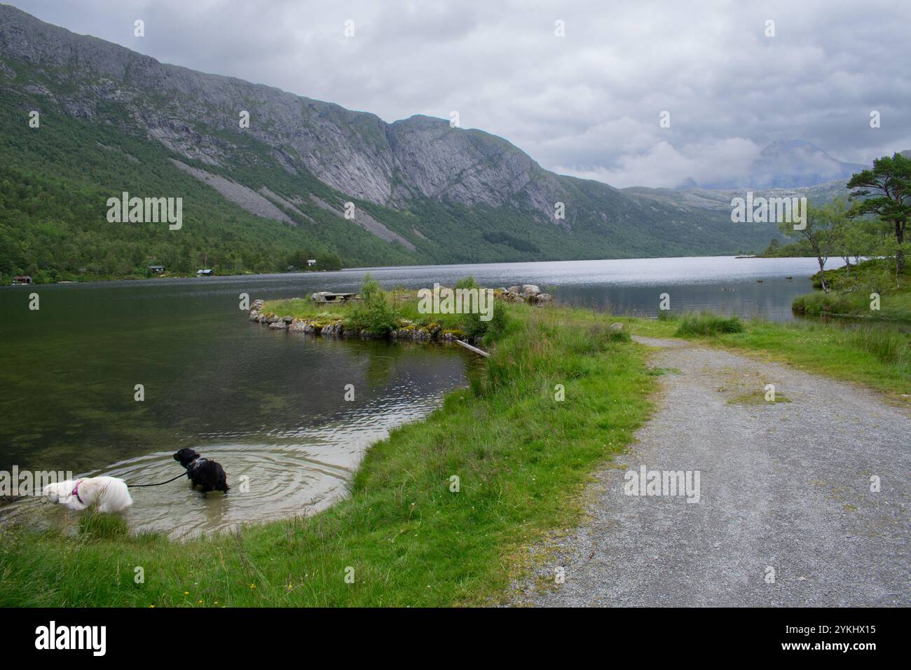 Two dogs running along Norwegian Fjords and lake during the summer ...