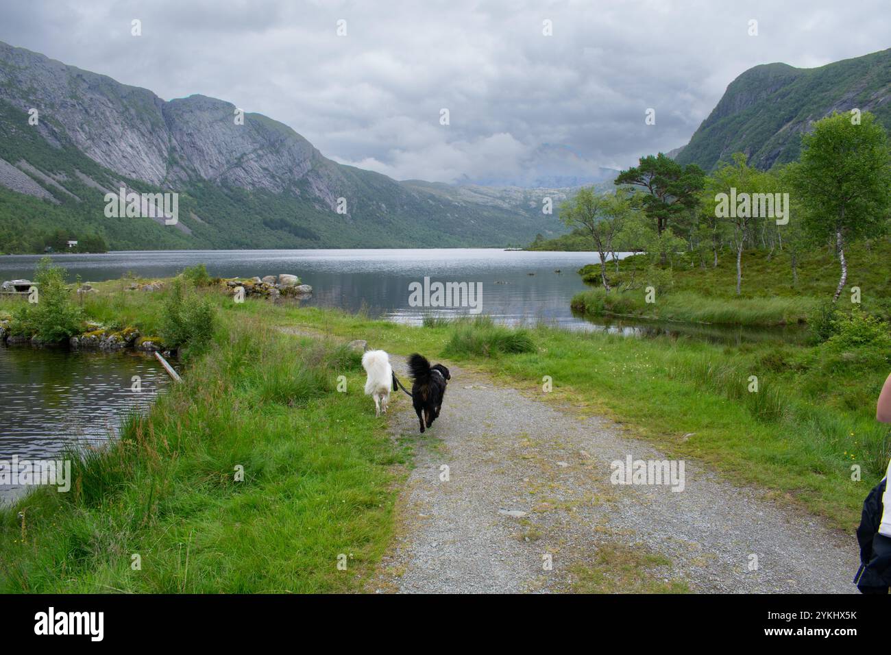 Two dogs running along Norwegian Fjords and lake during the summer ...