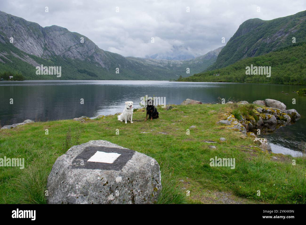 Two dogs running along Norwegian Fjords and lake during the summer ...