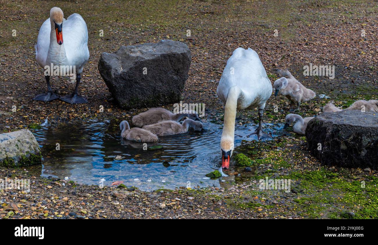 A view of swans and their young drinking in a pool of water at Bosham ...