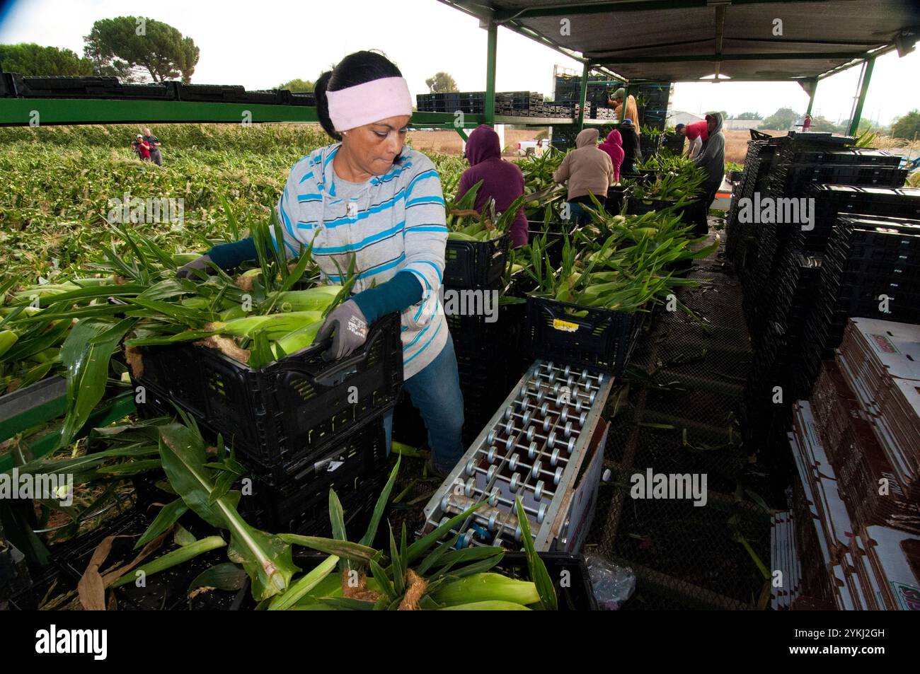 Corn field workers rights hi-res stock photography and images - Alamy