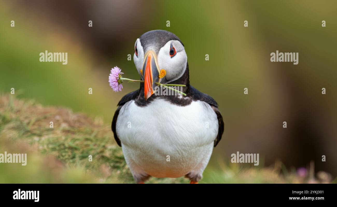 Atlantic puffin Iceland (Fratercula arctica) is Iceland's signature ...