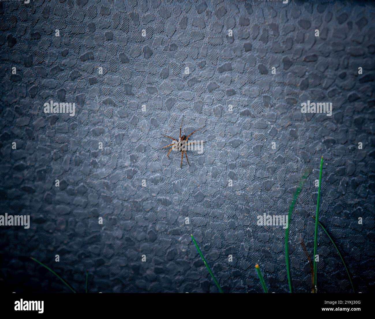 Spider camouflage patterns hi-res stock photography and images - Alamy
