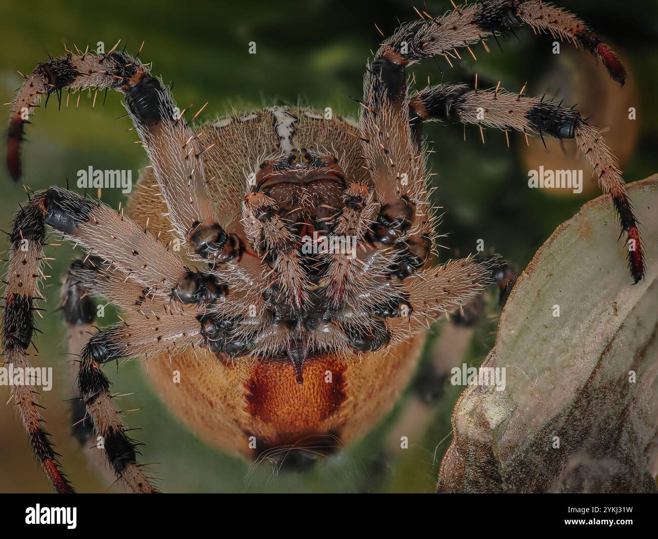 Intricate world of arachnology hi-res stock photography and images - Alamy