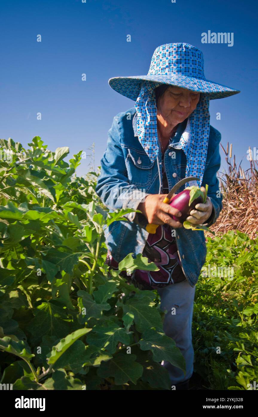 May Young Vu a Moung farmer harvesting eggplant on her farm May's ...
