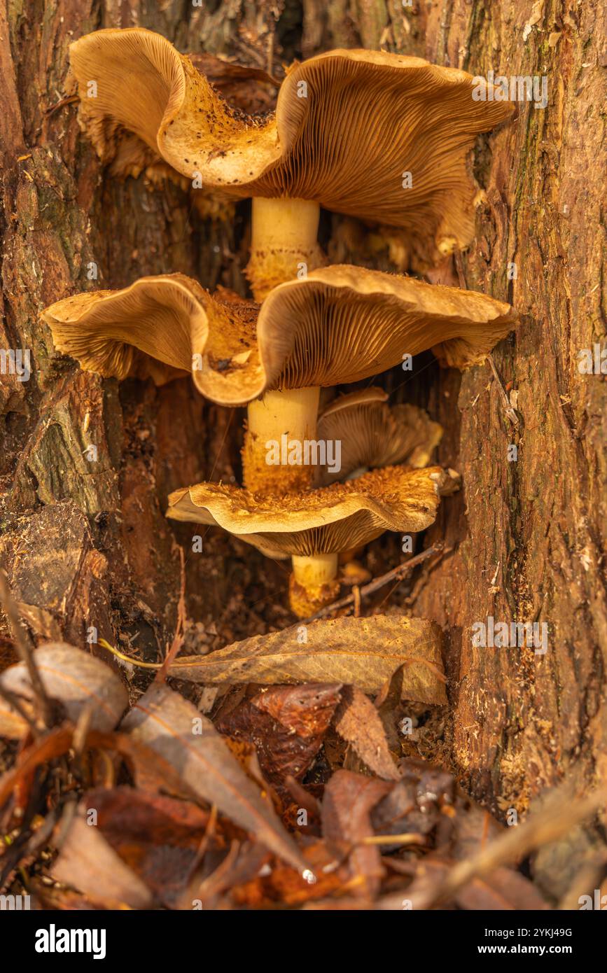 Honey fungus, super-abundant, edible, tree mushroom, fungus, Armillaria ...