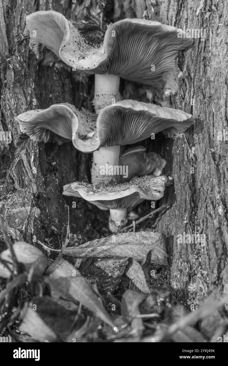 Honey fungus, super-abundant, edible, tree mushroom, fungus, Armillaria ...