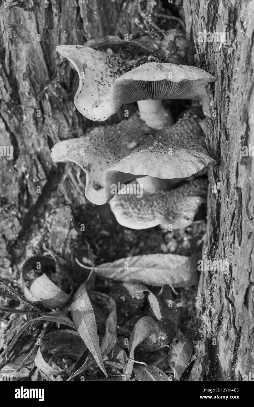 Honey fungus, super-abundant, edible, tree mushroom, fungus, Armillaria ...