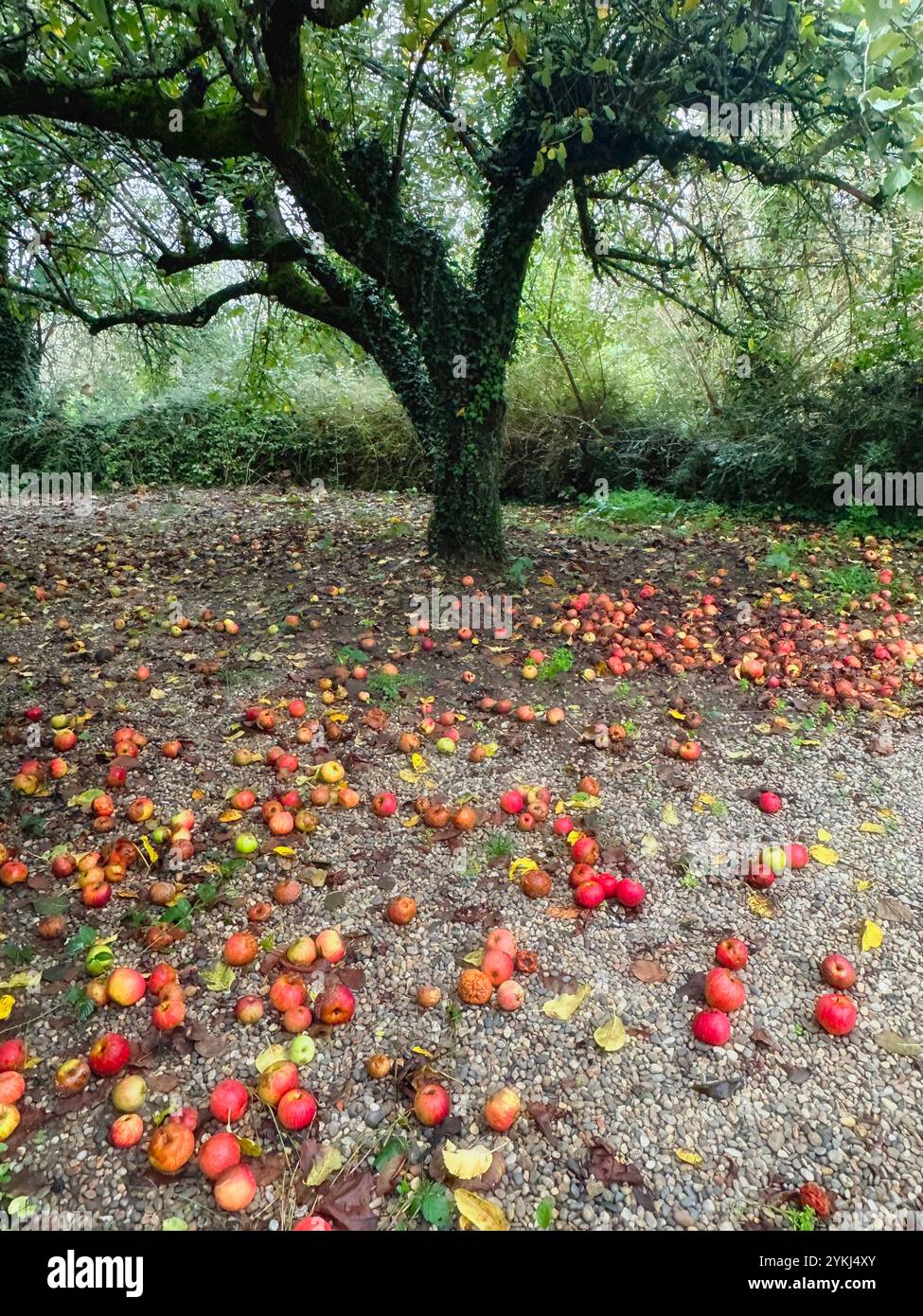 Apple tree fallen apples hi-res stock photography and images - Alamy