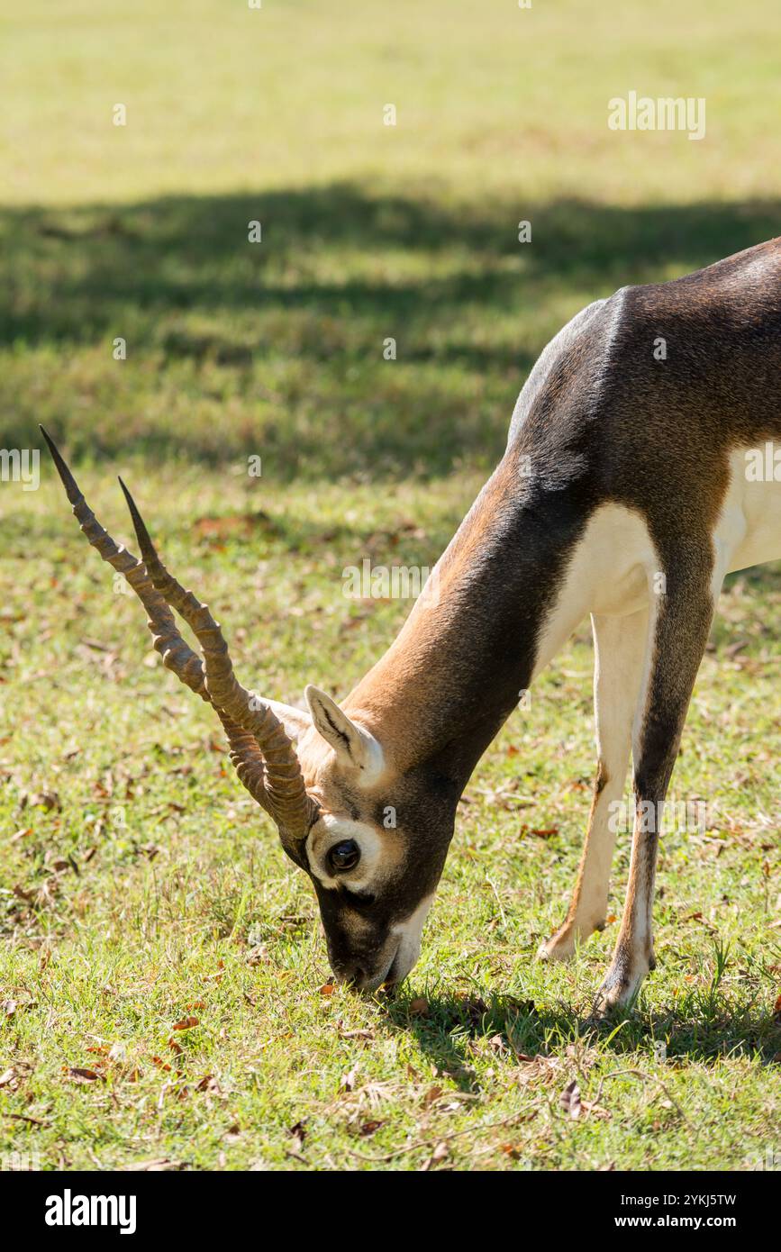 Blackbuck hi-res stock photography and images - Alamy